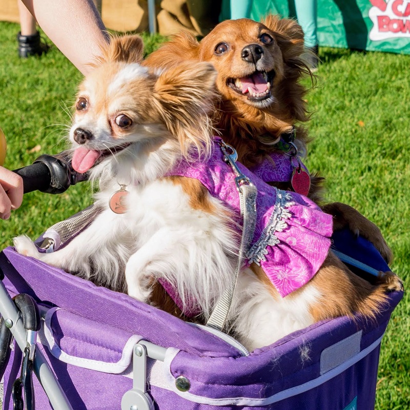 Donate - Humane Society of Boulder Valley