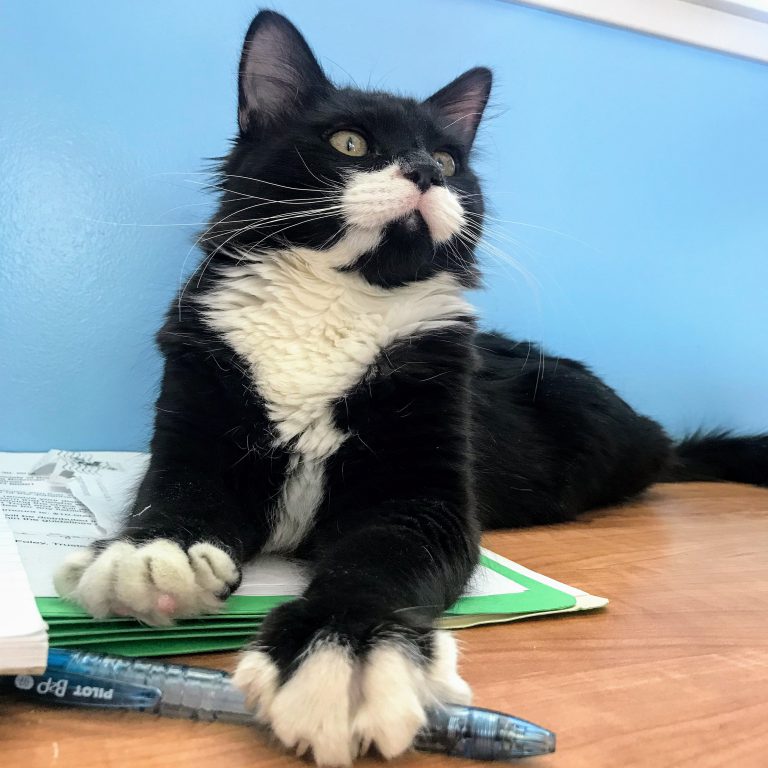 Donate - Humane Society of Boulder Valley