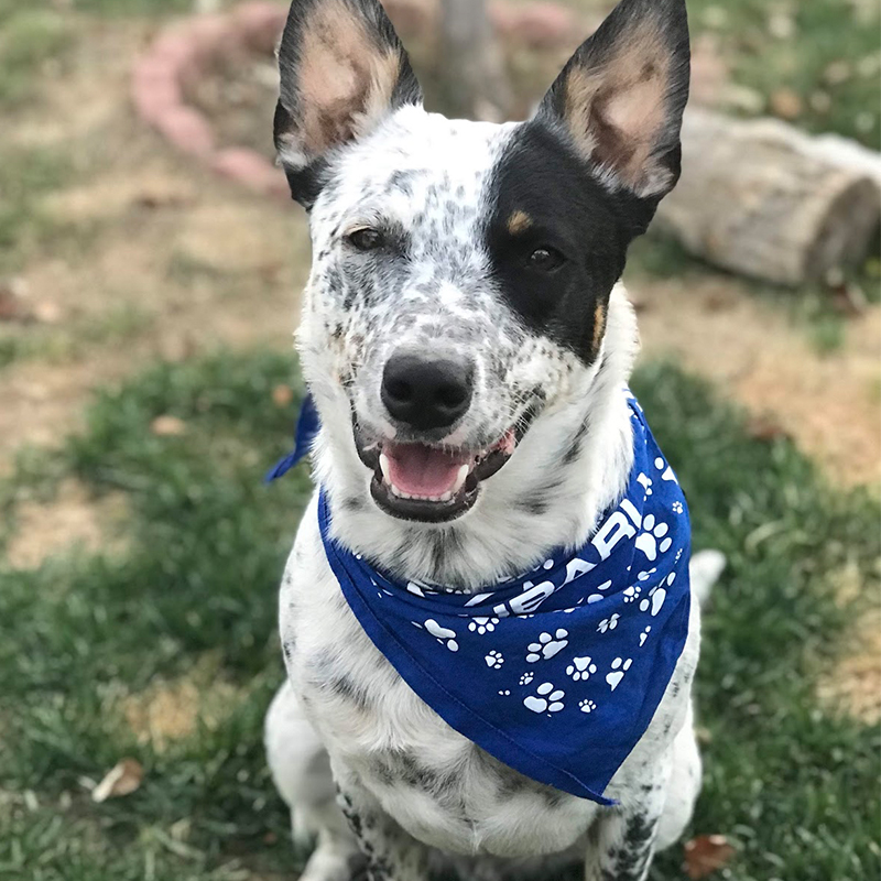 Donate - Humane Society of Boulder Valley