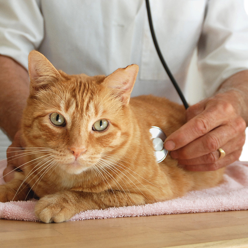 Veterinary Services - Humane Society of Boulder Valley