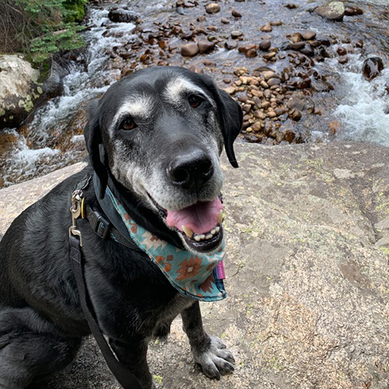 Donate - Humane Society of Boulder Valley