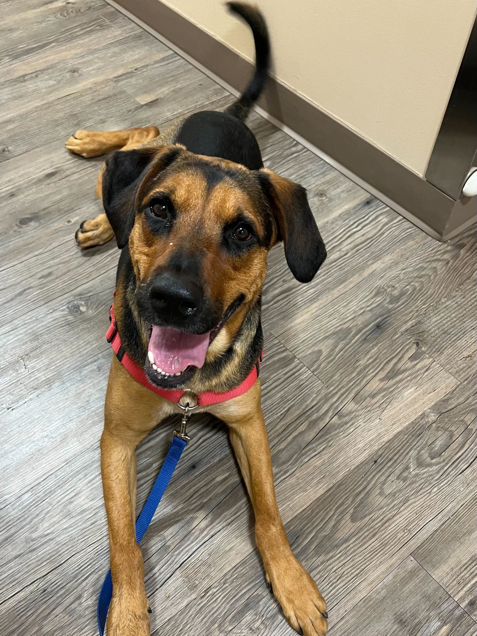 Dogs – Humane Society of Boulder Valley