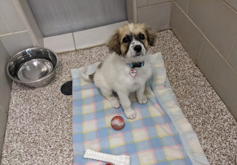 Dogs – Humane Society of Boulder Valley