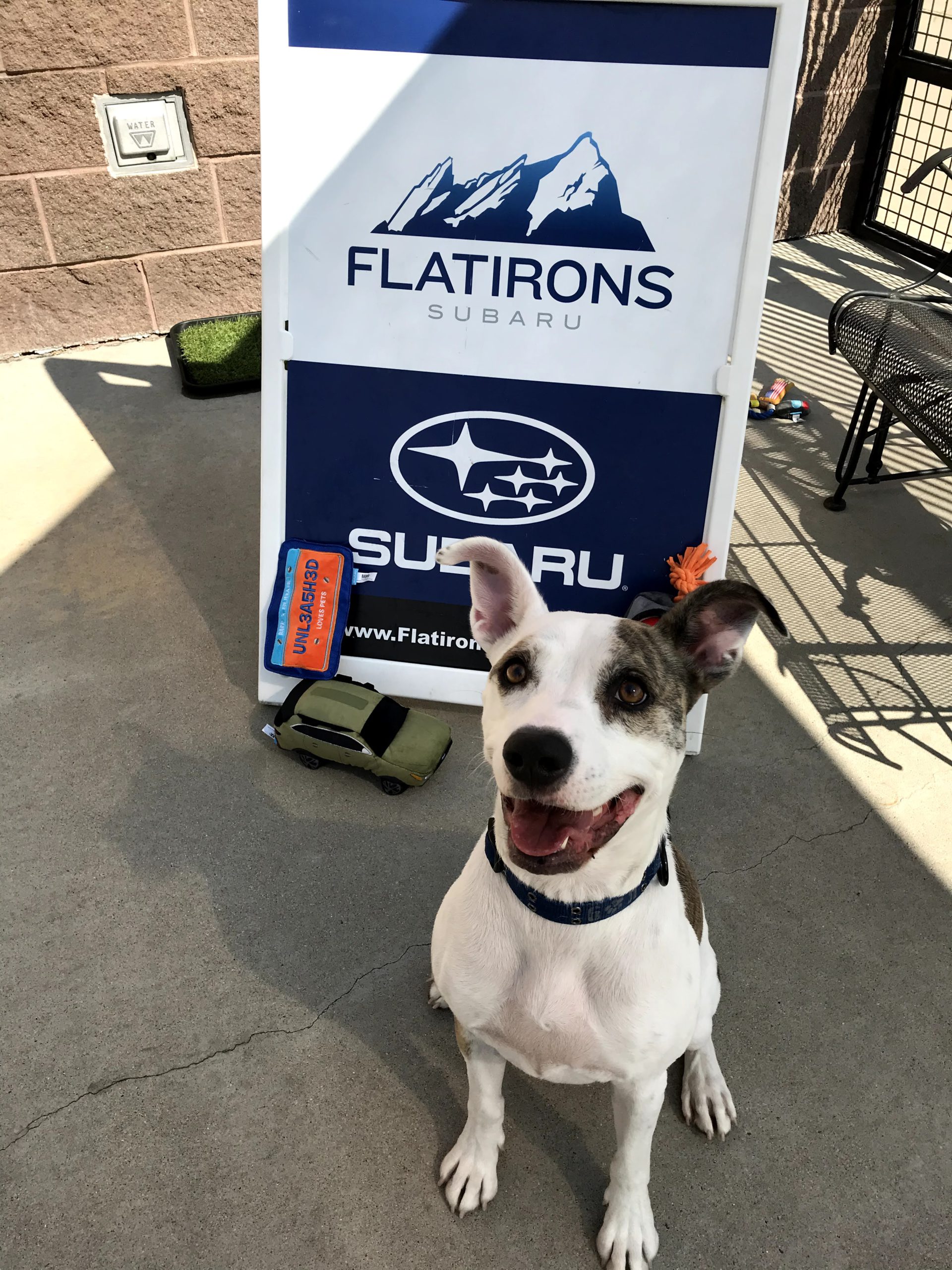 Dogs – Humane Society of Boulder Valley