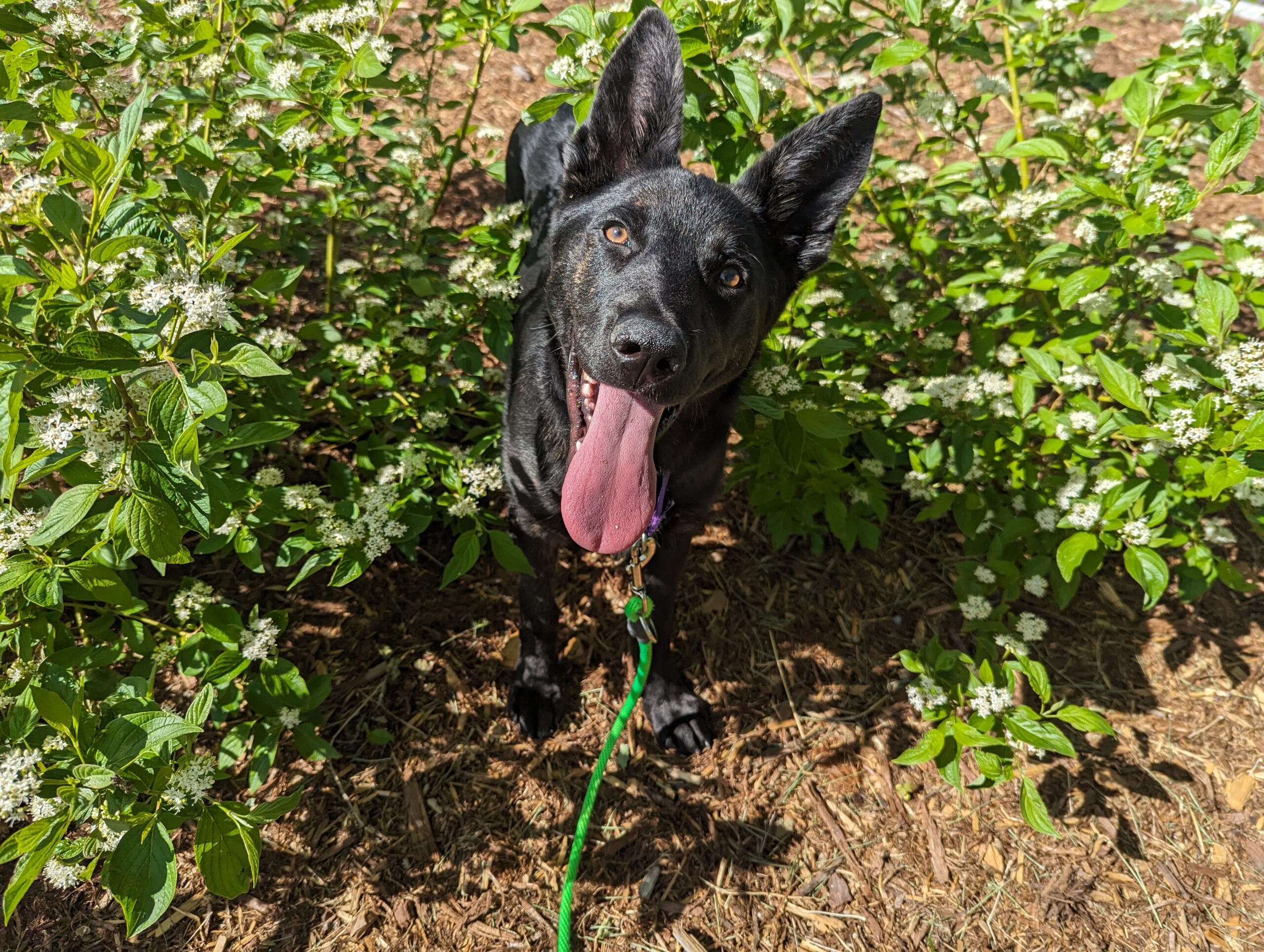 My Pet Is Lost: What Do I Do? - Humane Society of Boulder Valley