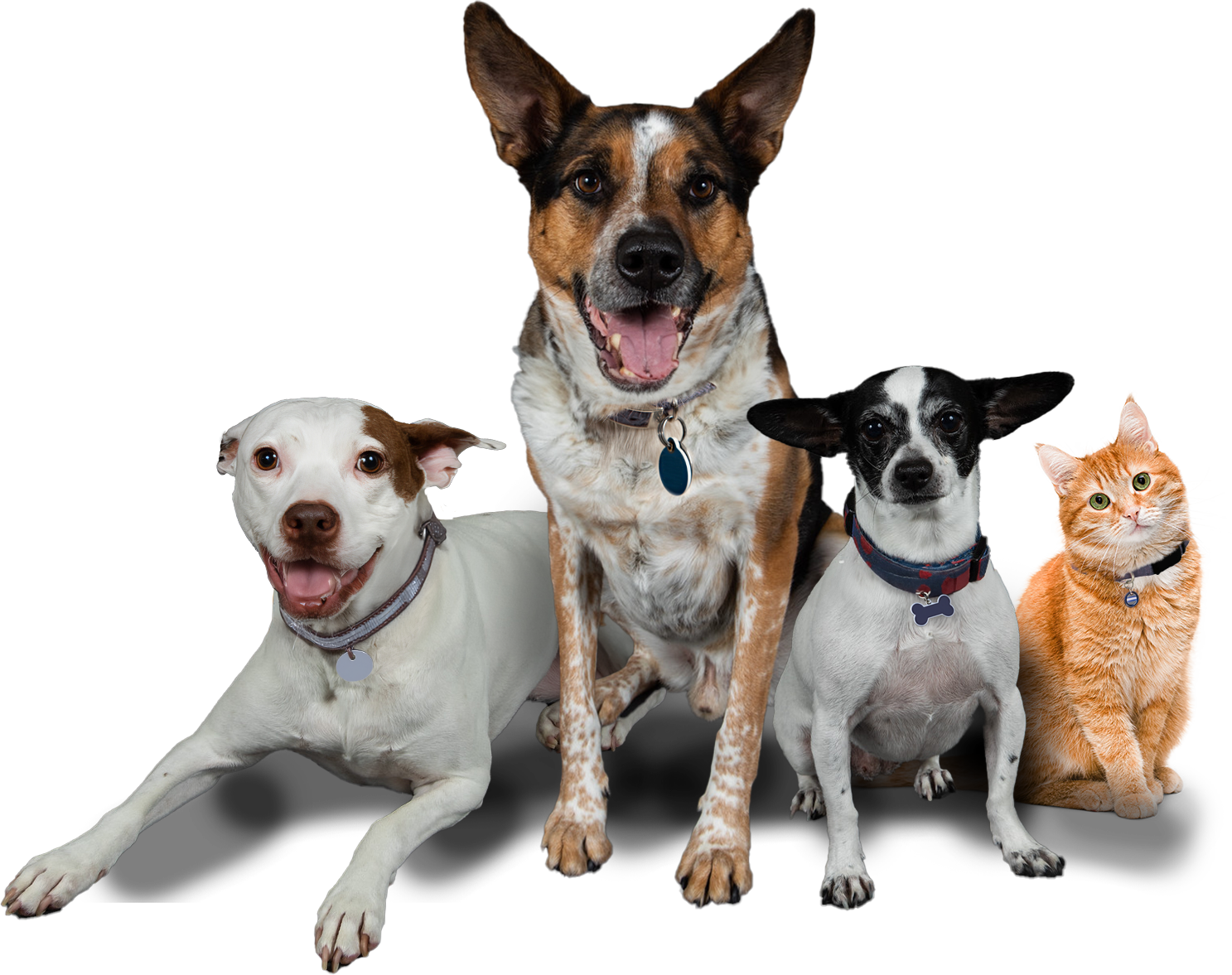 Homepage - Humane Society of Boulder Valley