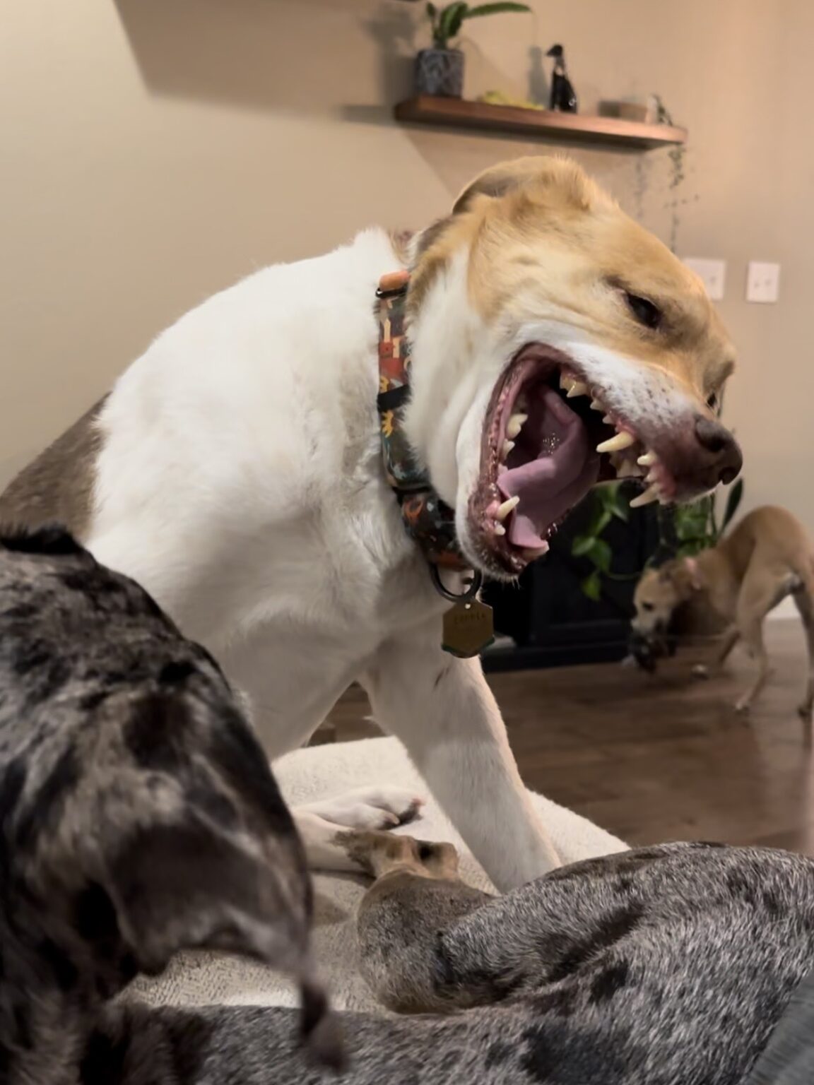 Dogs Archives - Humane Society of Boulder Valley