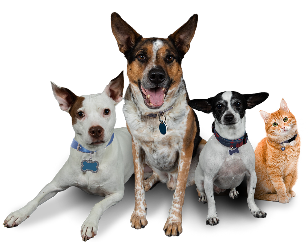 Homepage - Humane Society of Boulder Valley